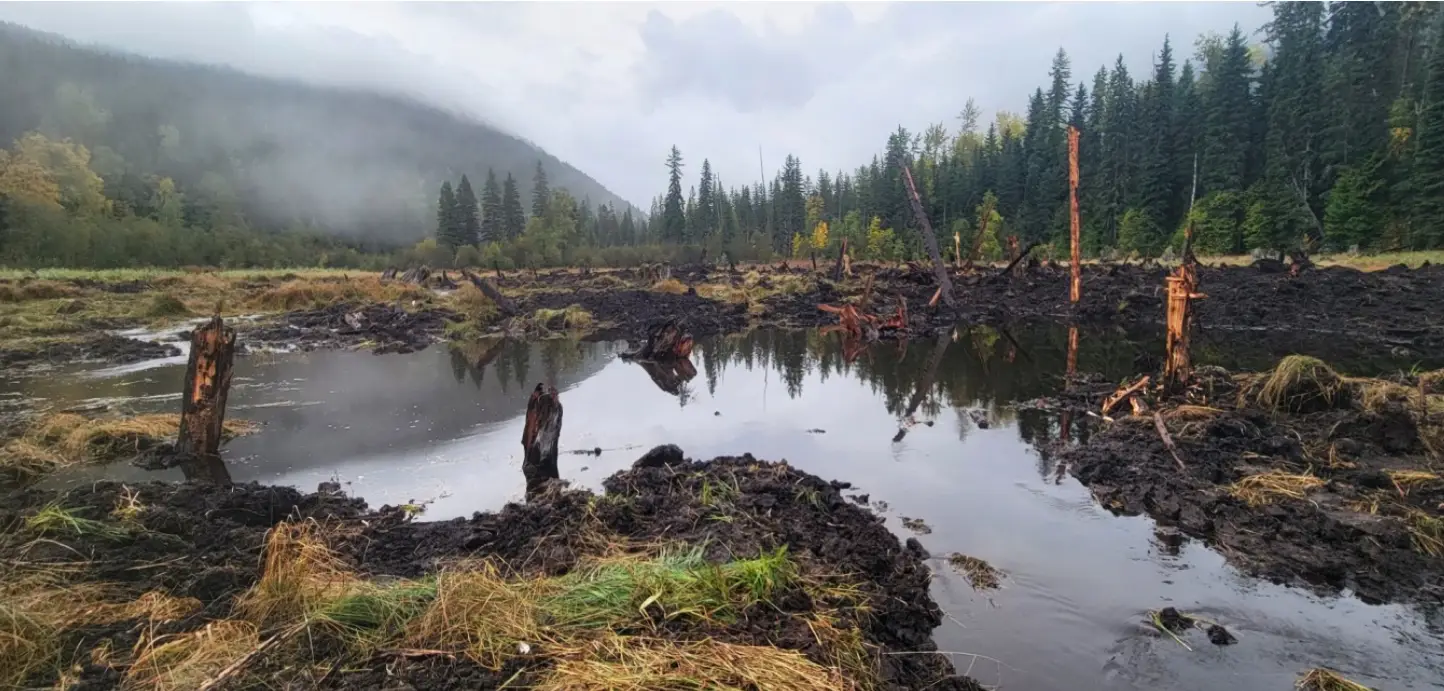 The Thriving Business of Rewilding - Magic Canoe
